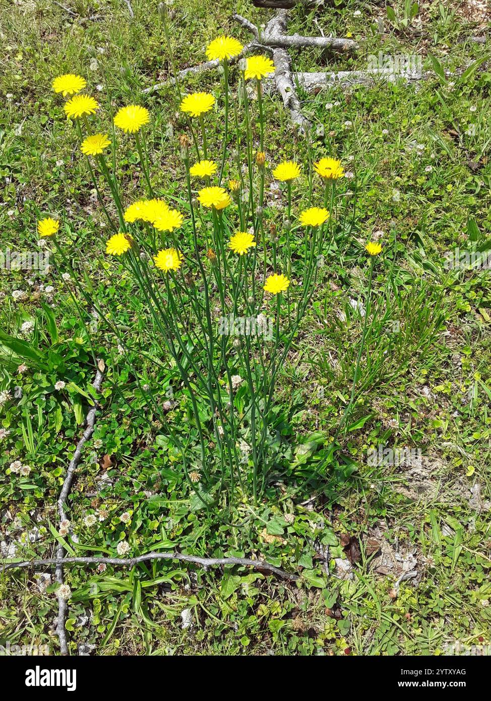 Common Cat's-ear (Hypochaeris radicata Stock Photo - Alamy