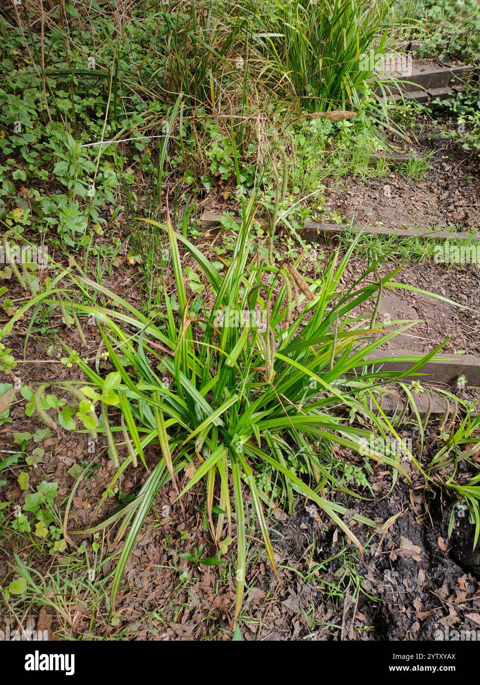 Hanging sedge (Carex pendula Stock Photo - Alamy