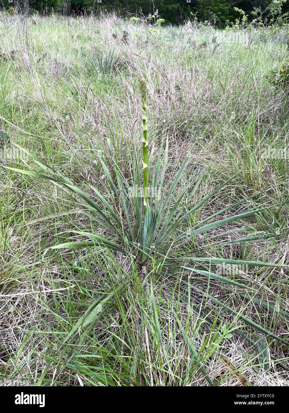 Yucca arkansana hi-res stock photography and images - Alamy
