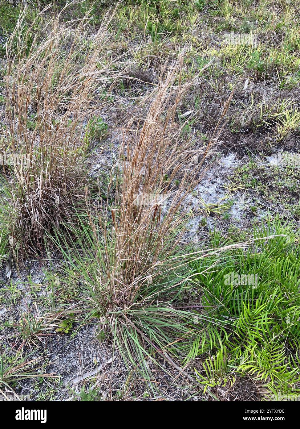 broomsedge bluestem (Andropogon virginicus Stock Photo - Alamy
