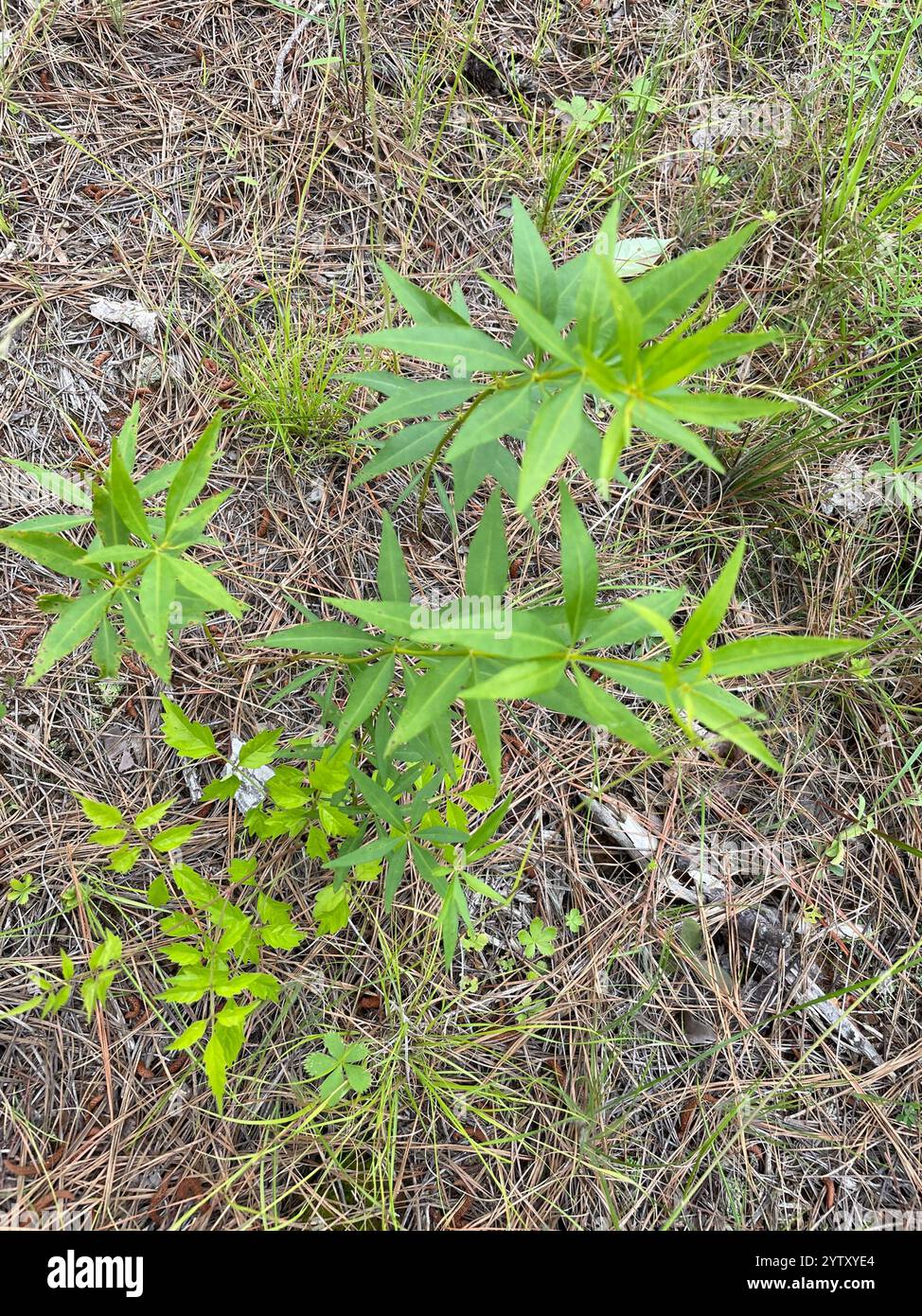 Greater Tickseed (Coreopsis major Stock Photo - Alamy