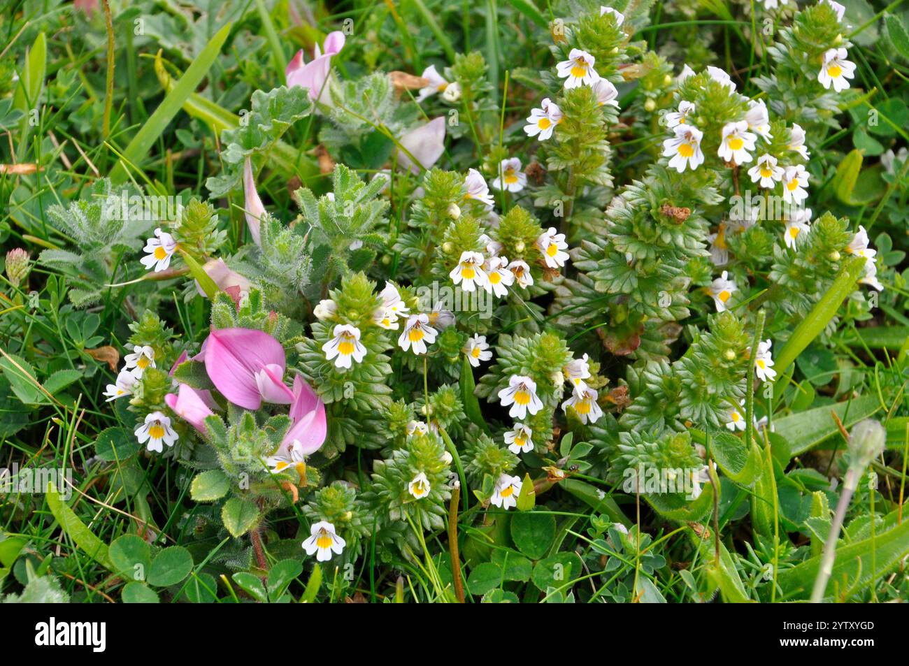 Common Restharrow "Ononis repens",pink flowers growing through ...