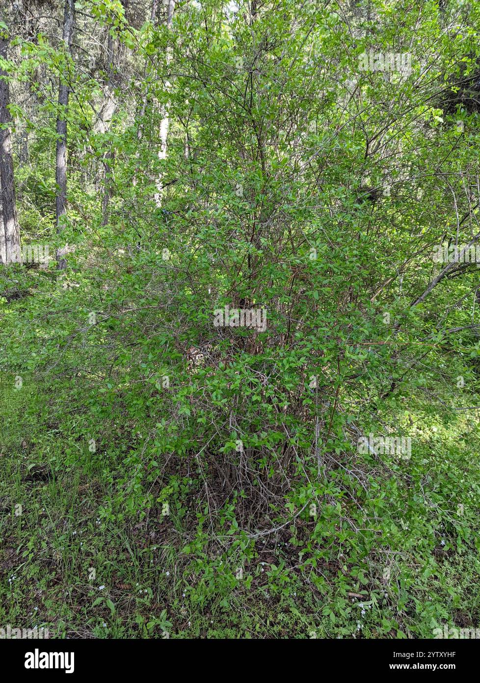 Lewis' mock orange (Philadelphus lewisii Stock Photo - Alamy