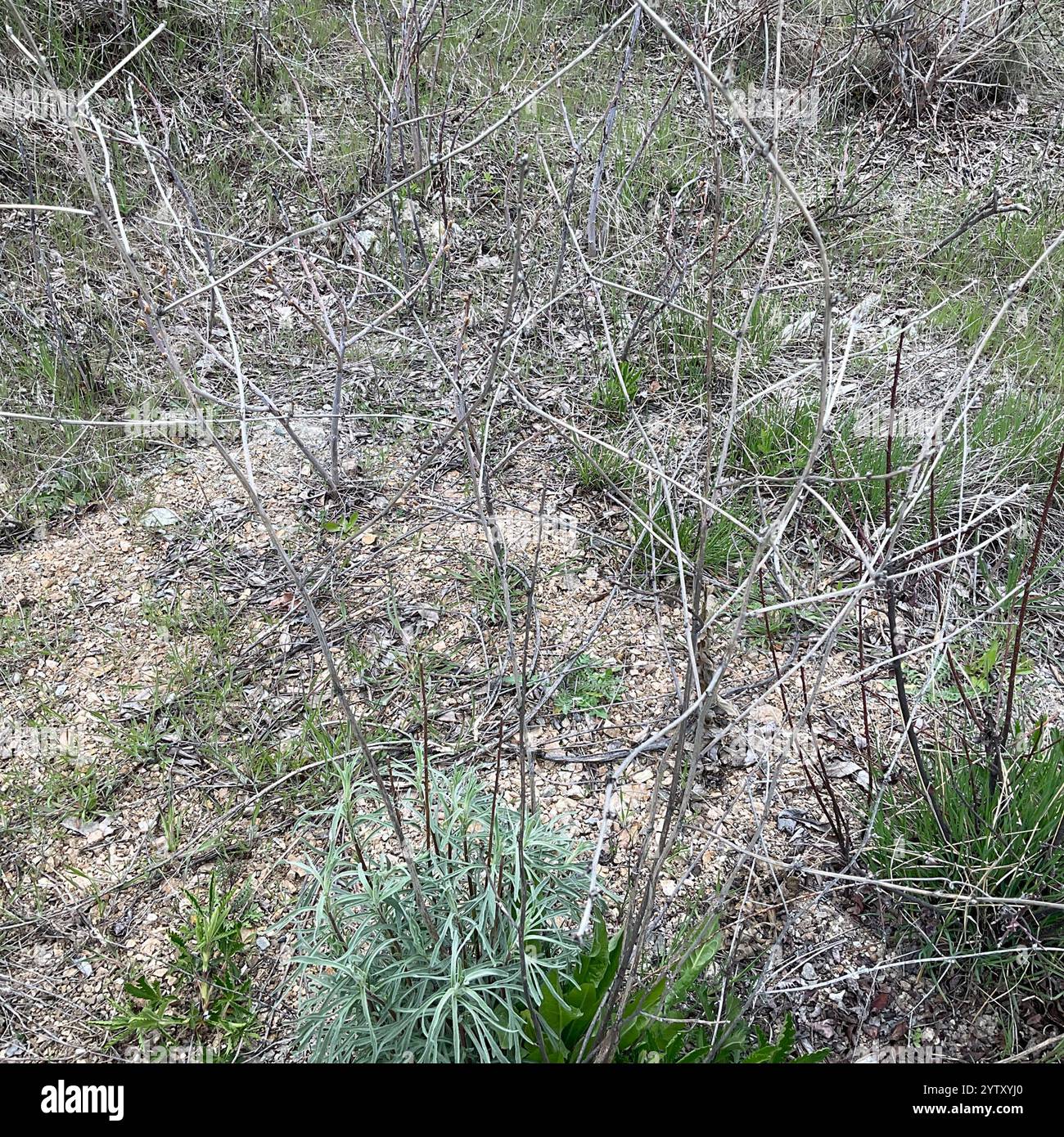 Rush Skeletonweed (Chondrilla juncea Stock Photo - Alamy