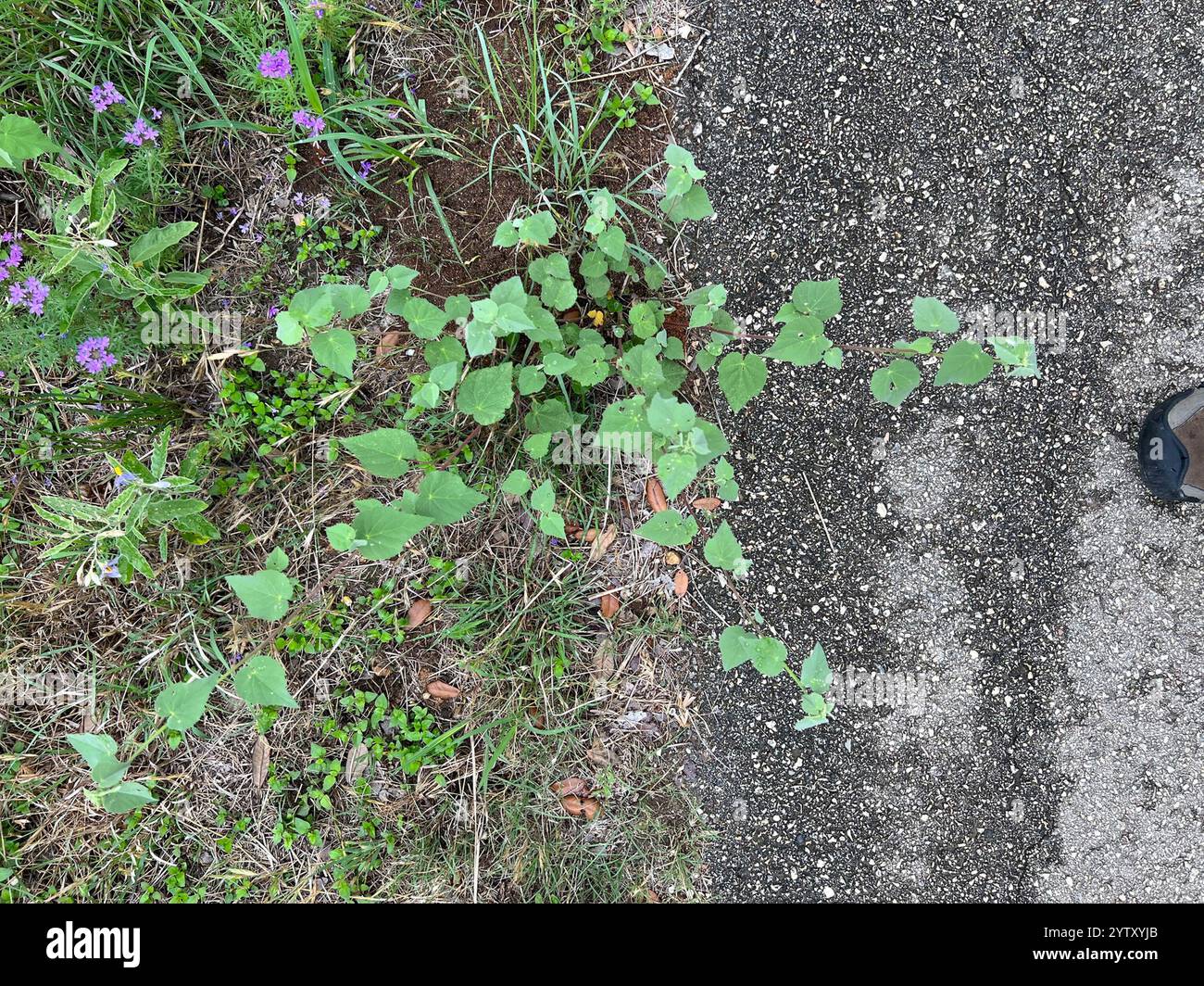sweet Indian Mallow (Abutilon fruticosum Stock Photo - Alamy