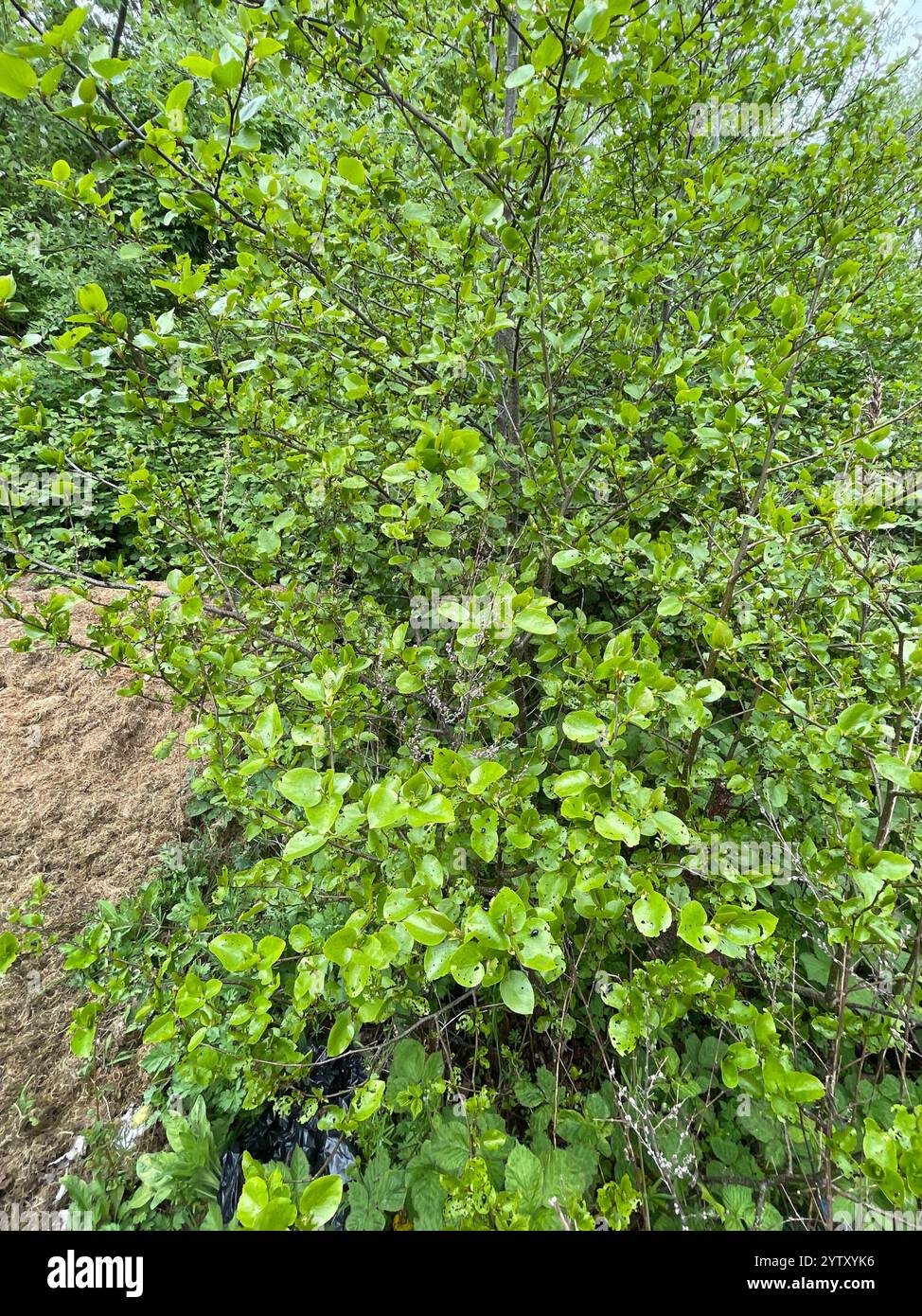 Italian alder (Alnus cordata Stock Photo - Alamy