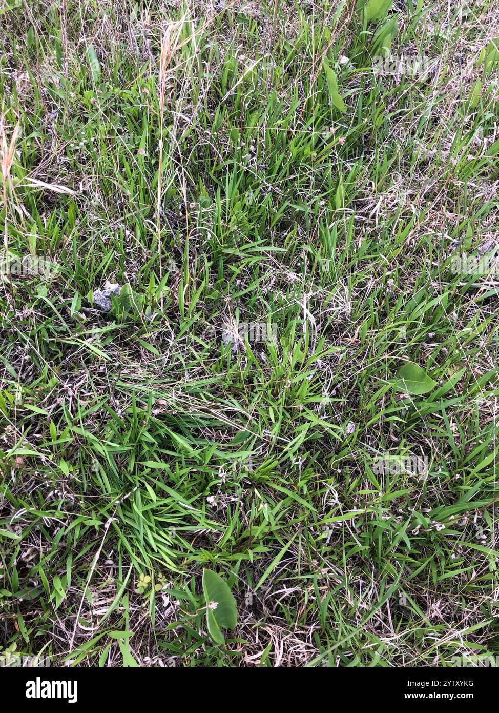 Oak Barrens Barbara's-Buttons (Marshallia legrandii Stock Photo - Alamy