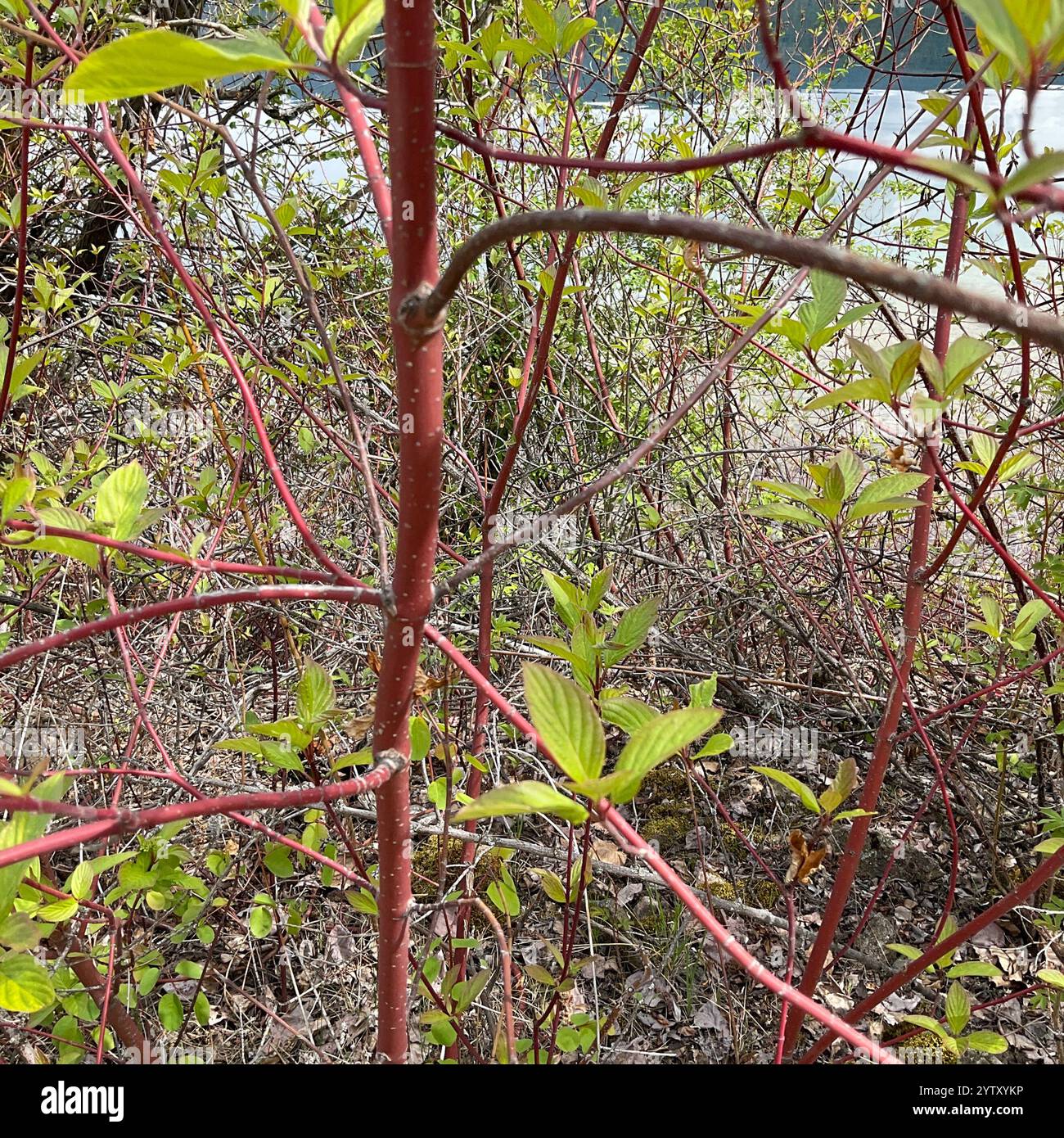red osier dogwood (Cornus sericea Stock Photo - Alamy