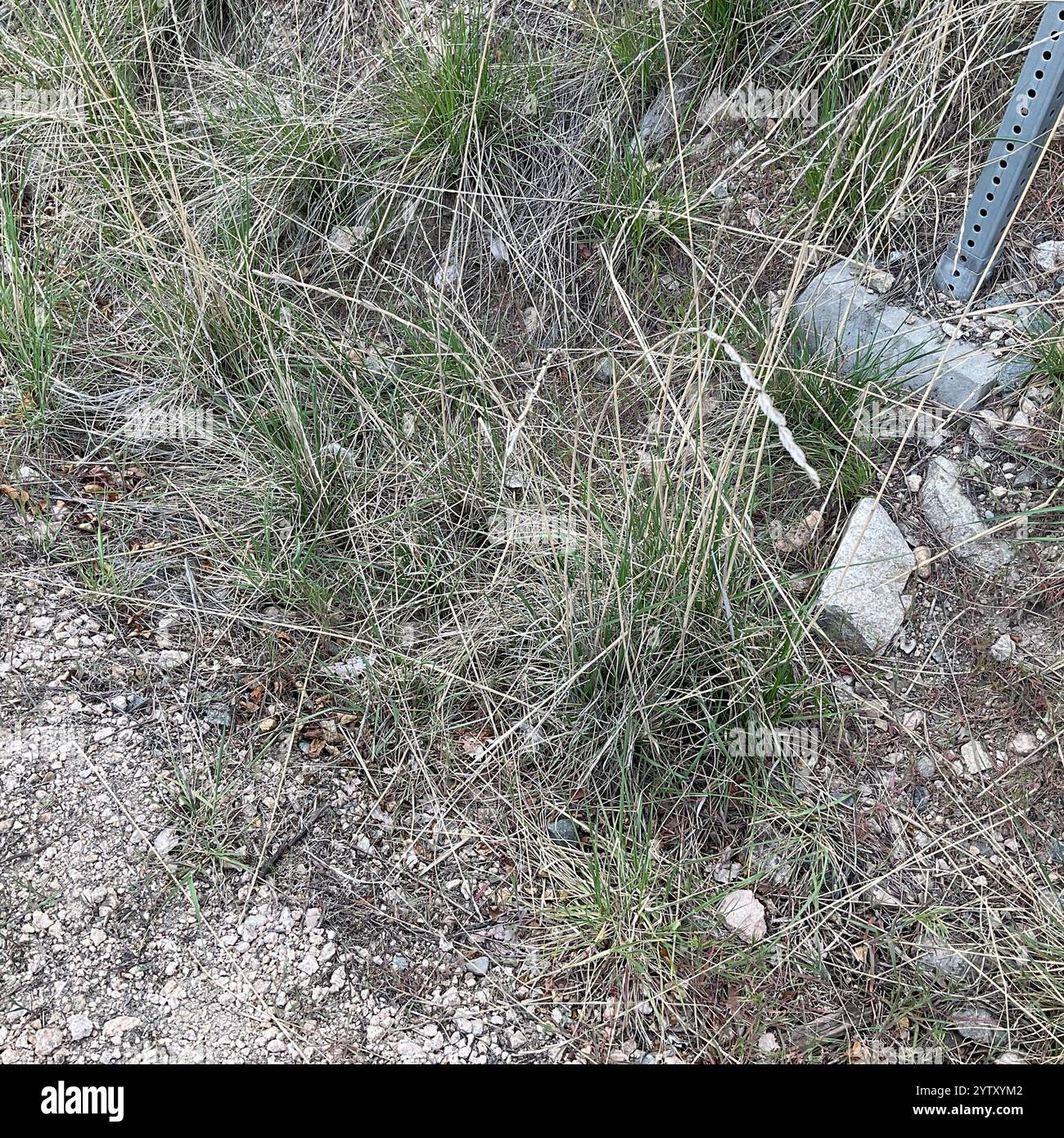 Intermediate Wheatgrass (Thinopyrum intermedium Stock Photo - Alamy