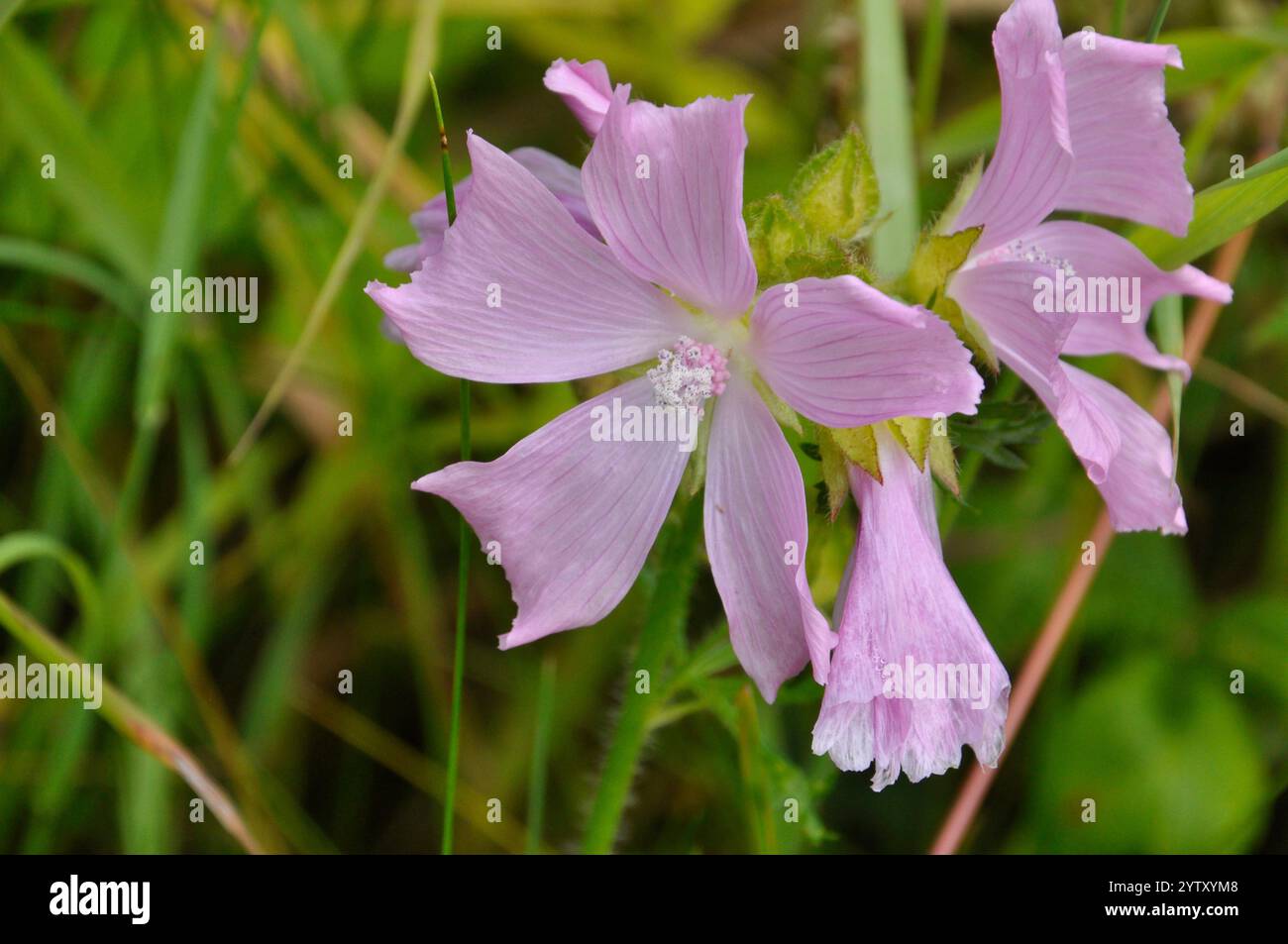 Common marsh-mallow "Althaea officinalis" growing in the rough Grassland and sand Dunes of the ...