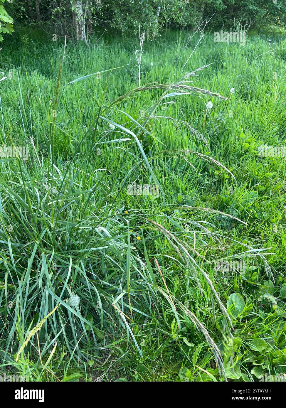 tall fescue (Lolium arundinaceum Stock Photo - Alamy