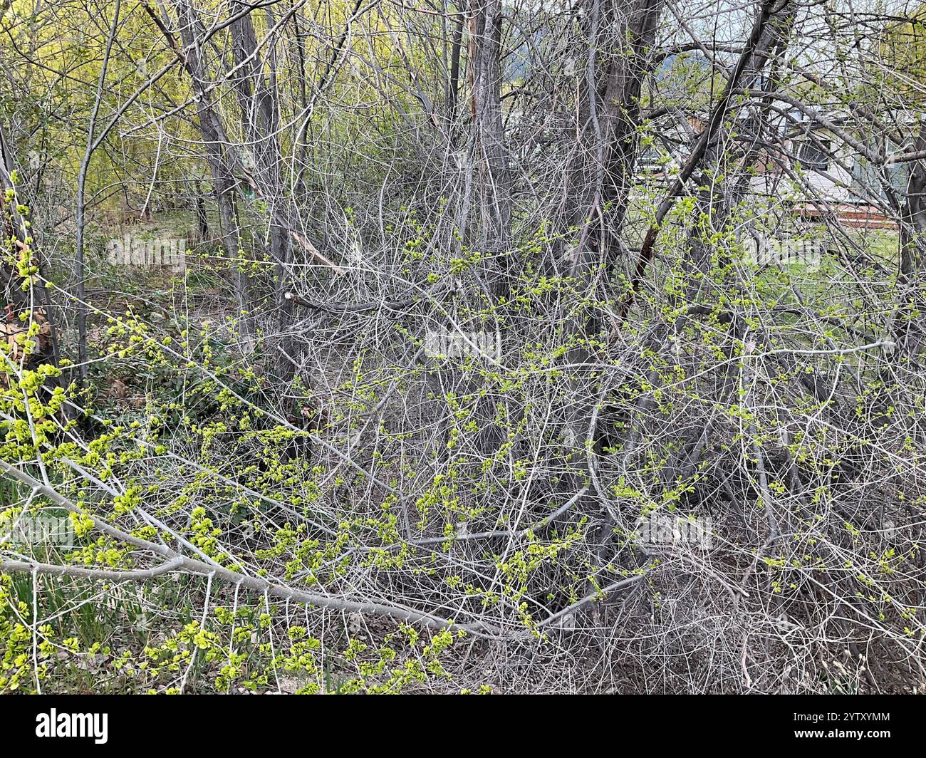 Siberian elm (Ulmus pumila Stock Photo - Alamy