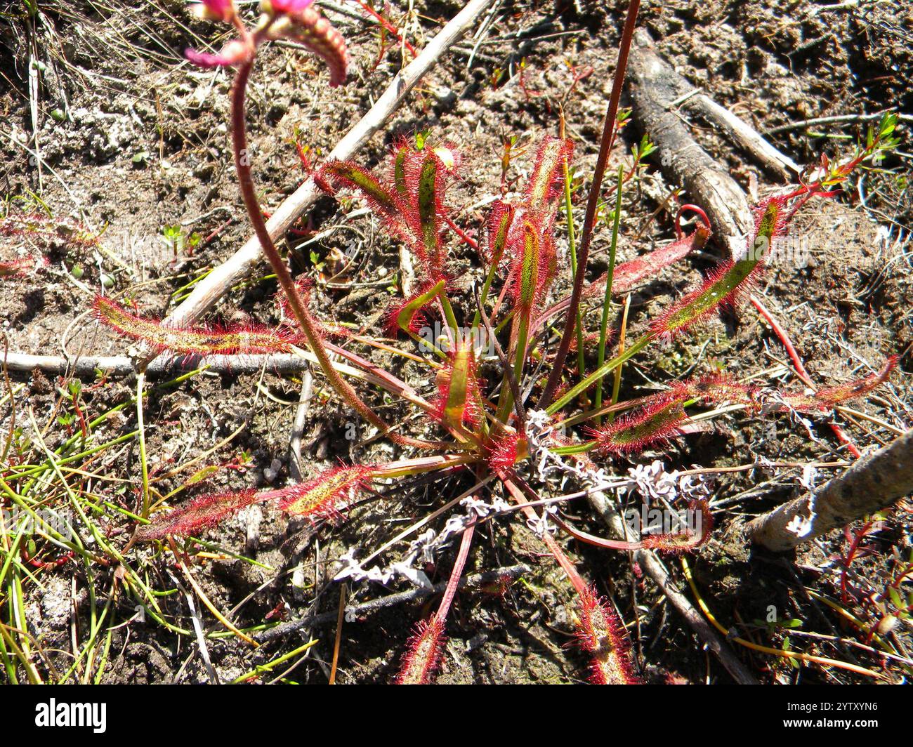 Cape Sundew (Drosera capensis Stock Photo - Alamy