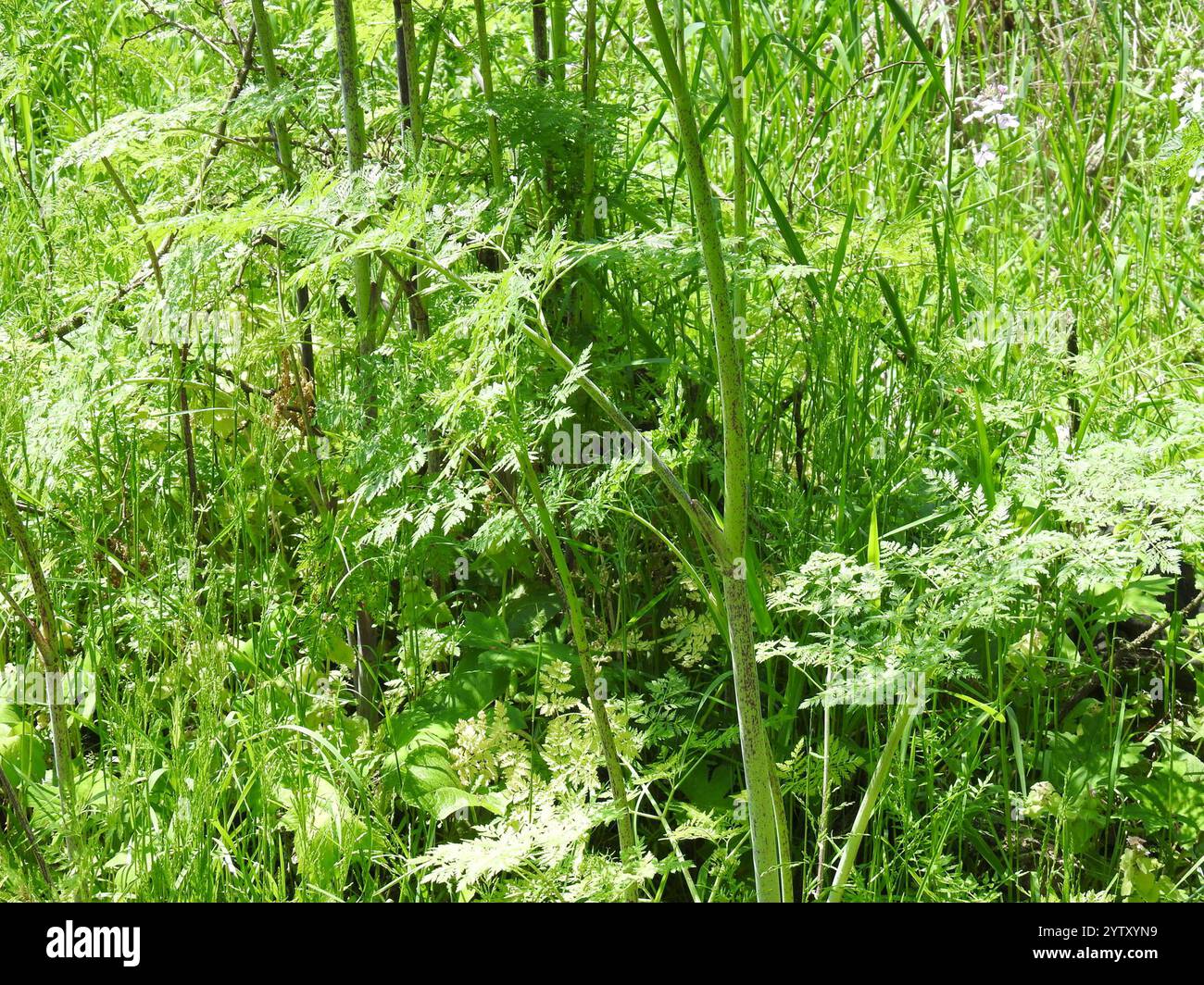 poison hemlock (Conium maculatum Stock Photo - Alamy