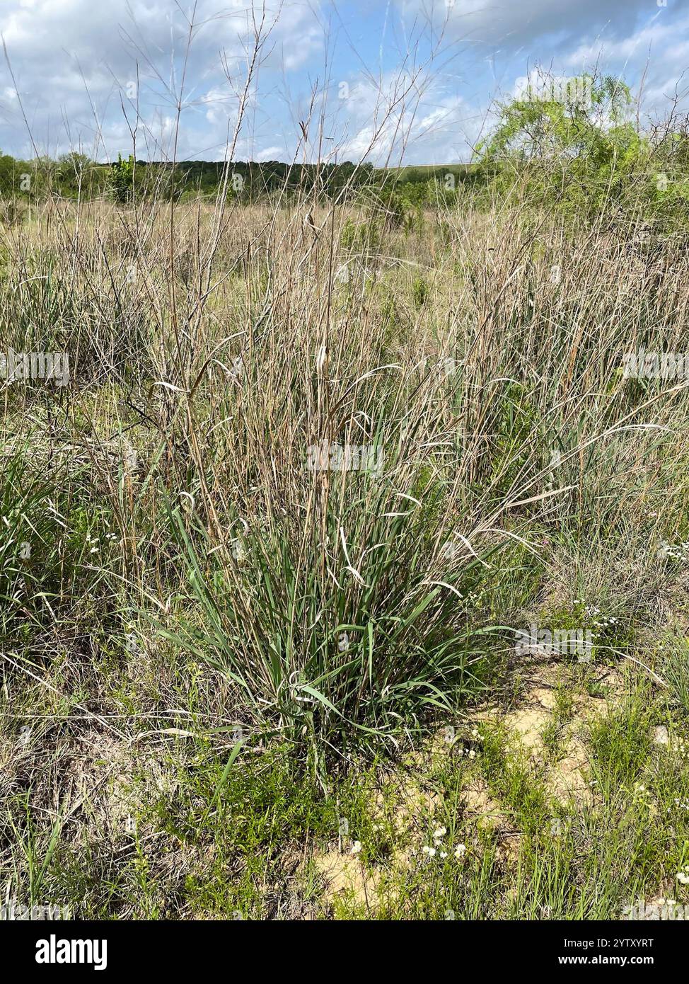 switchgrass (Panicum virgatum Stock Photo - Alamy