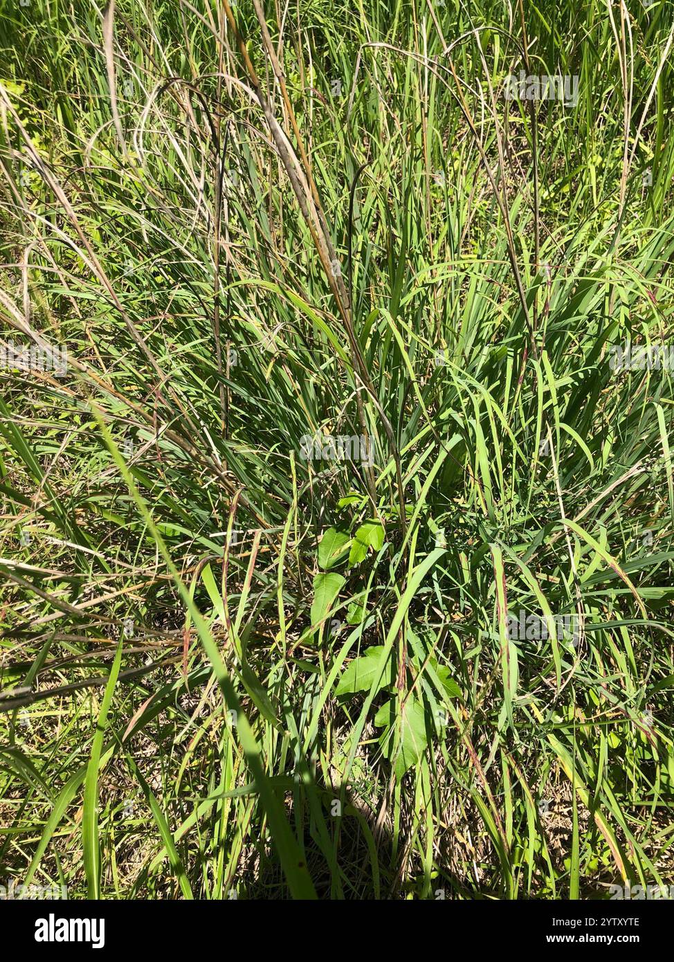 big bluestem (Andropogon gerardi Stock Photo - Alamy