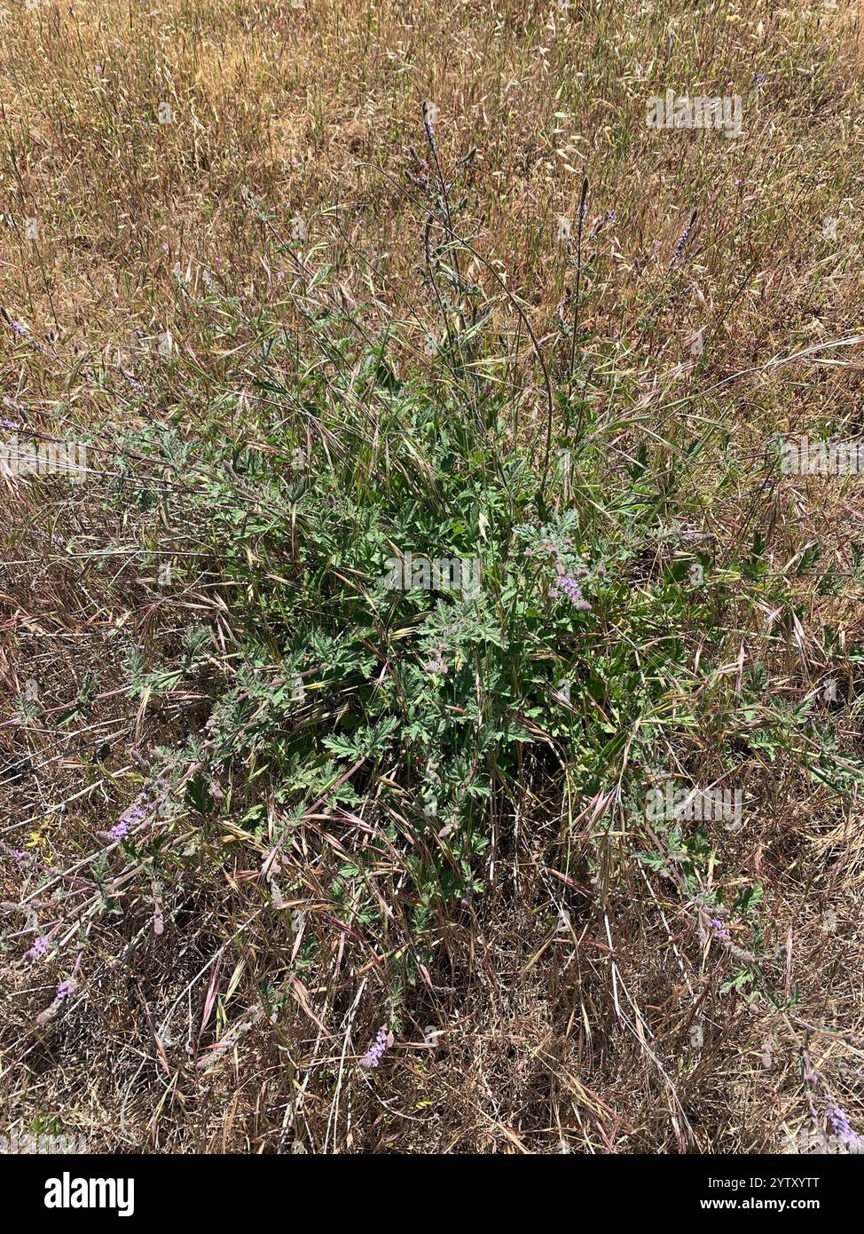 Western vervain hi-res stock photography and images - Alamy