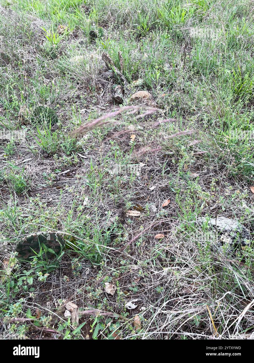 Purple Threeawn (Aristida purpurea Stock Photo - Alamy