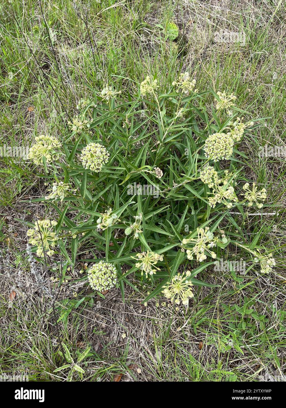 Antelopehorn Milkweed (Asclepias asperula Stock Photo - Alamy
