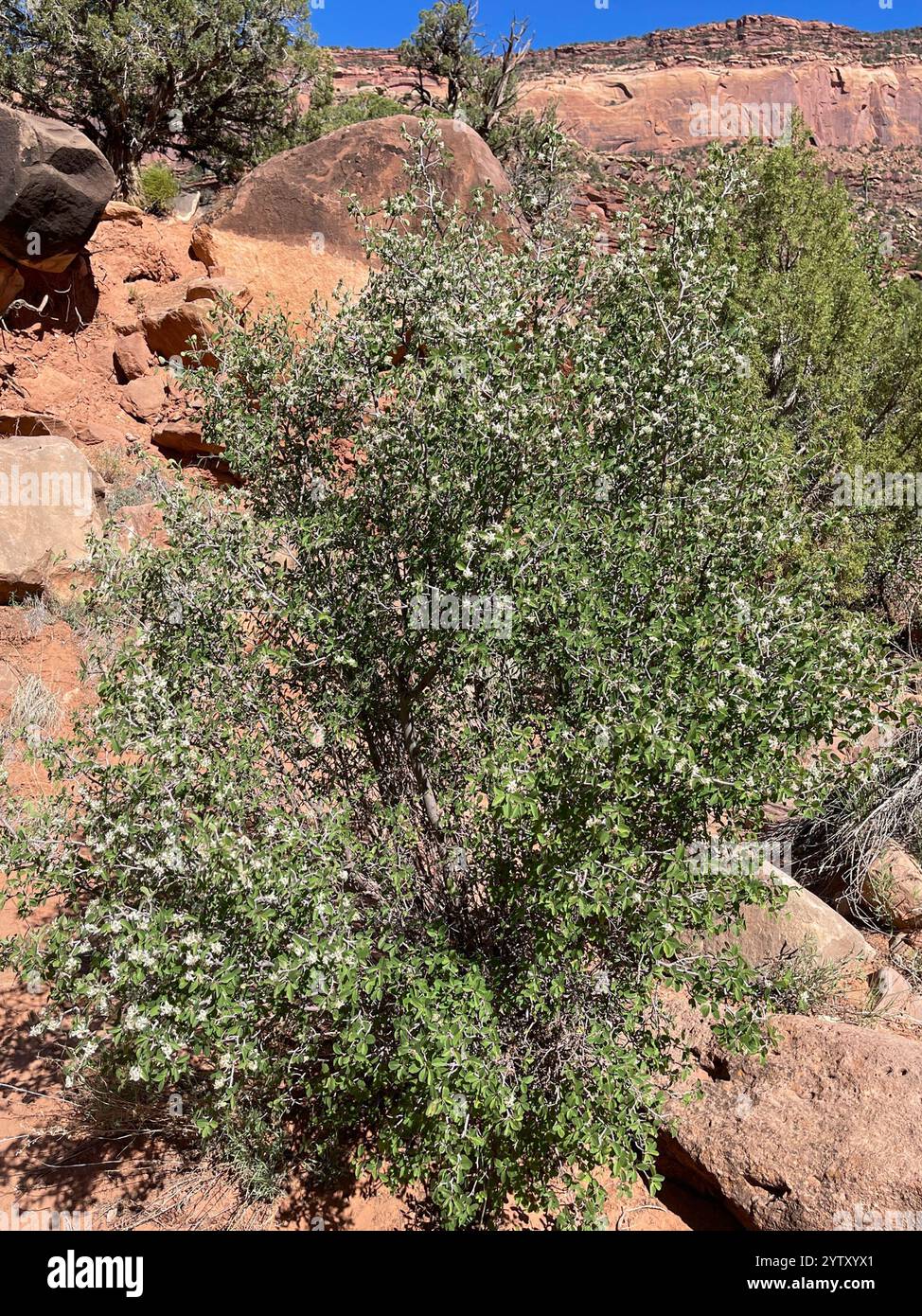 Utah Serviceberry (Amelanchier utahensis Stock Photo - Alamy