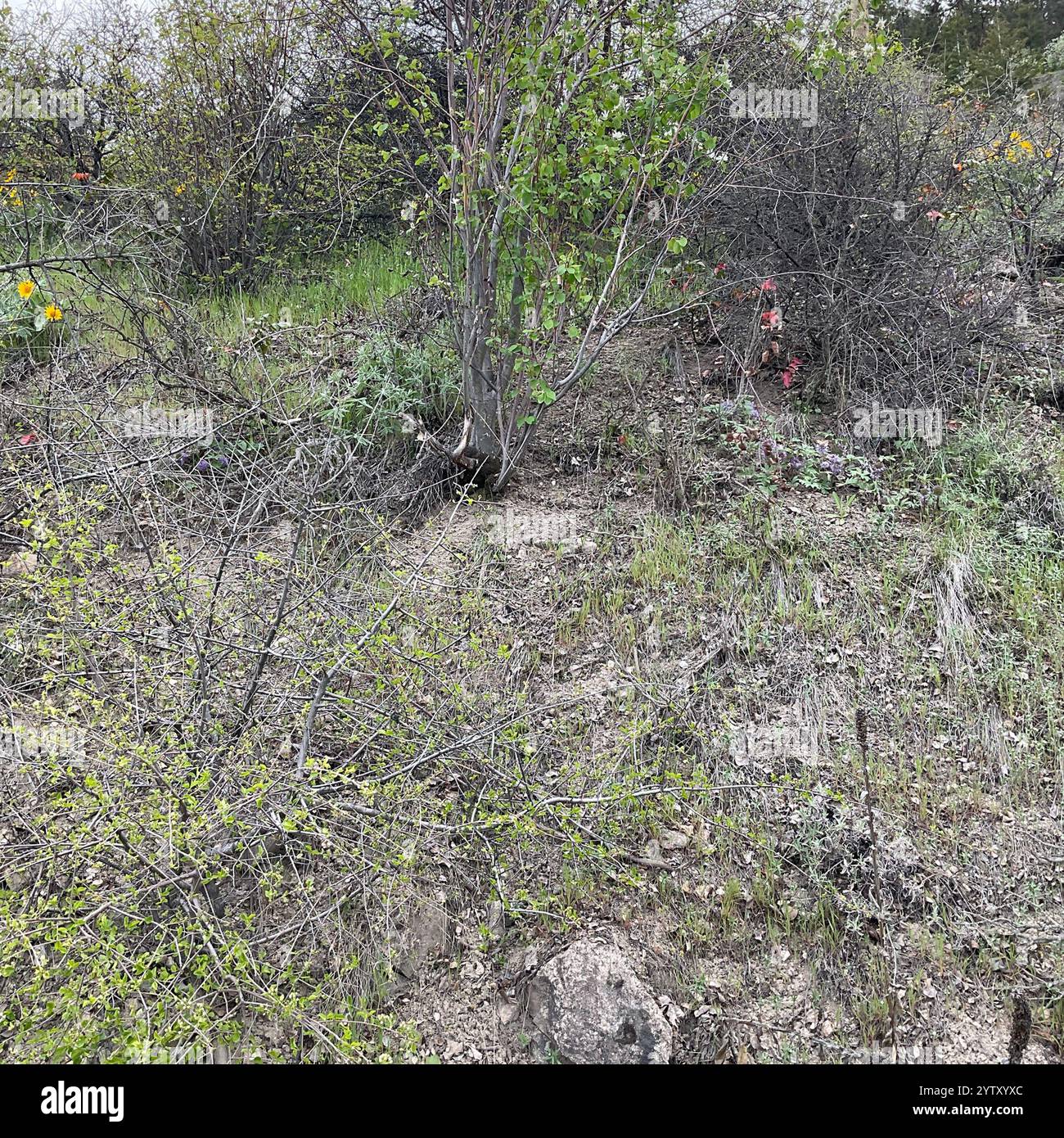ballhead waterleaf (Hydrophyllum capitatum Stock Photo - Alamy