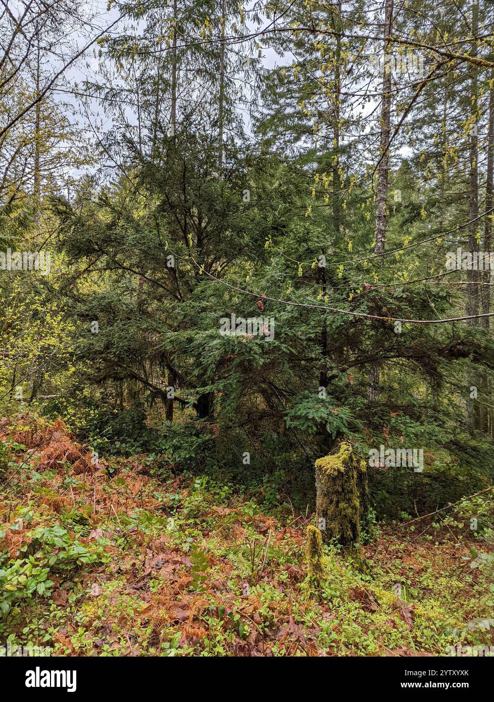 Pacific yew (Taxus brevifolia Stock Photo - Alamy
