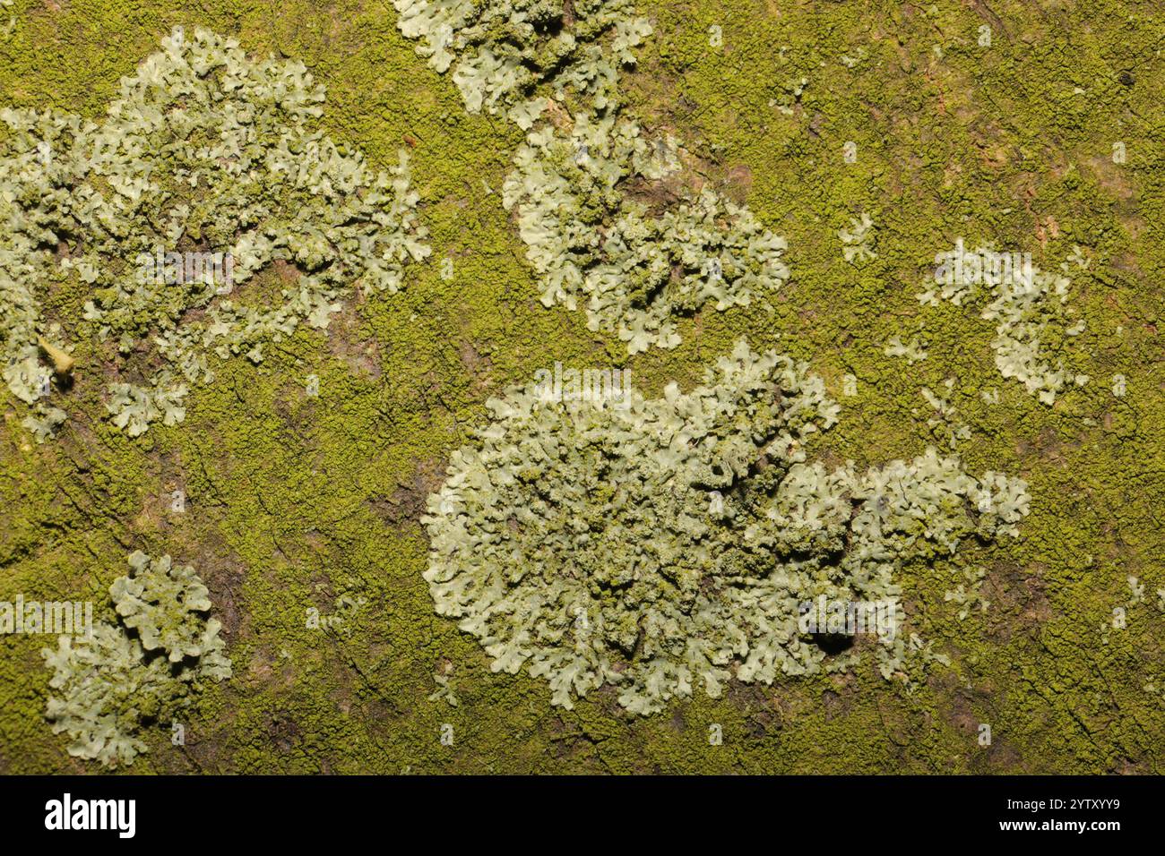 Mealy Shadow Lichen (Phaeophyscia orbicularis Stock Photo - Alamy