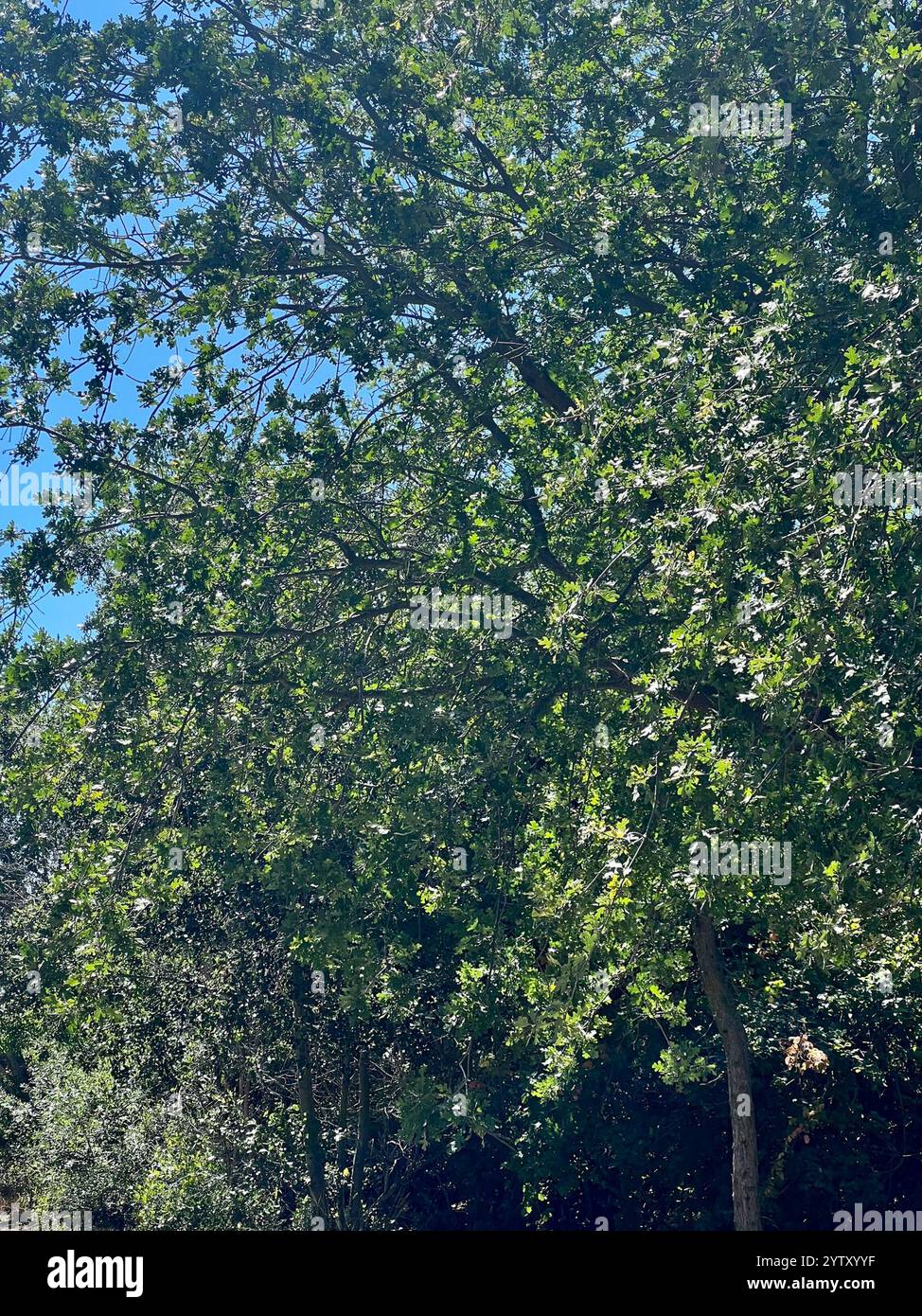 valley oak (Quercus lobata Stock Photo - Alamy