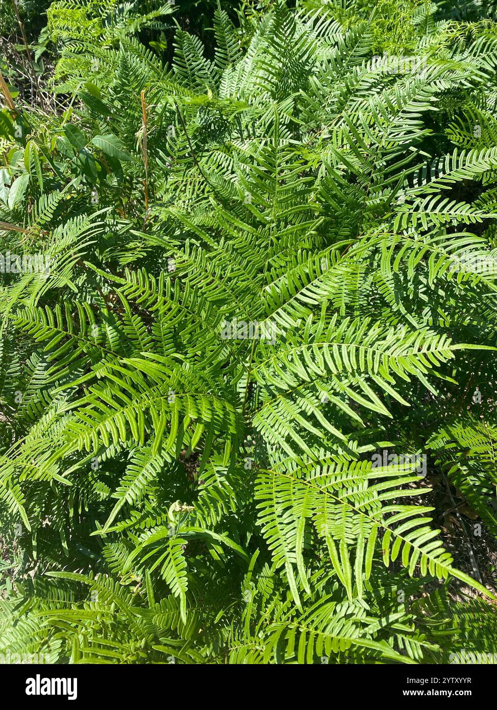 common bracken (Pteridium aquilinum Stock Photo - Alamy