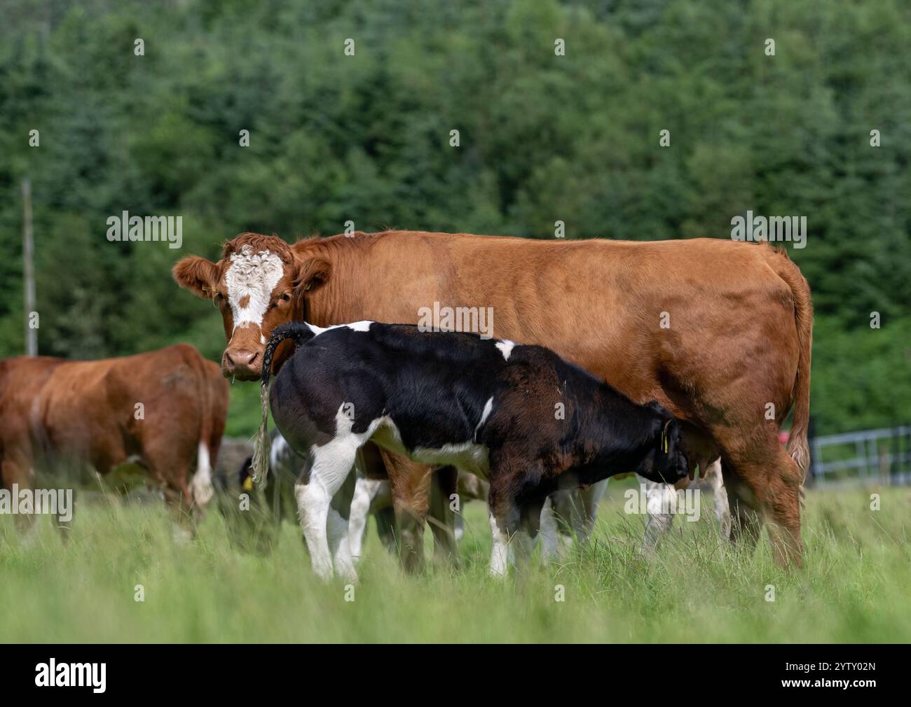Herd of suckler cattle with calves on an upland hill farm in the Trough ...