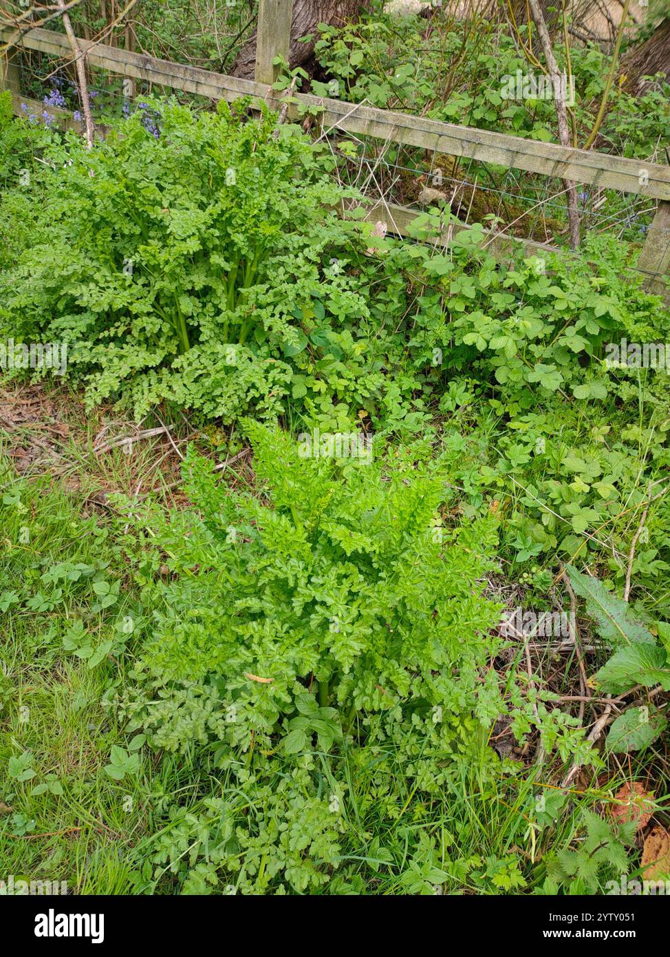 Hemlock Water-dropwort (Oenanthe crocata Stock Photo - Alamy
