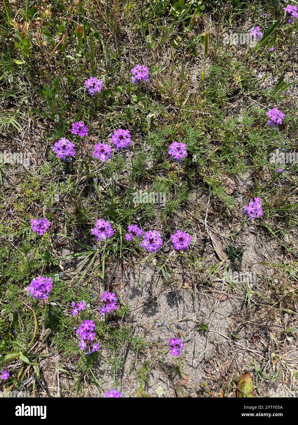South American mock vervain (Glandularia aristigera Stock Photo - Alamy