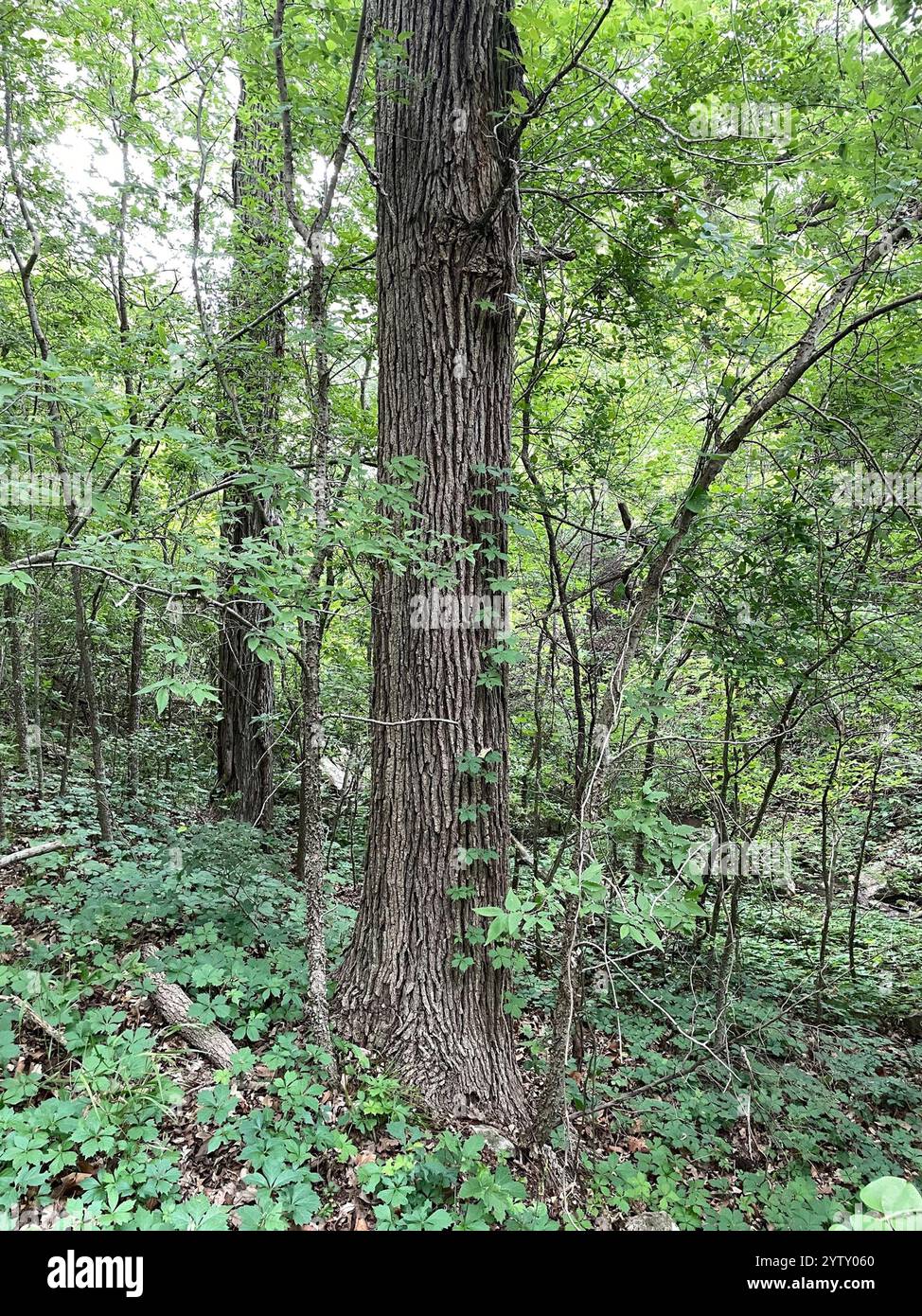 bur oak (Quercus macrocarpa Stock Photo - Alamy