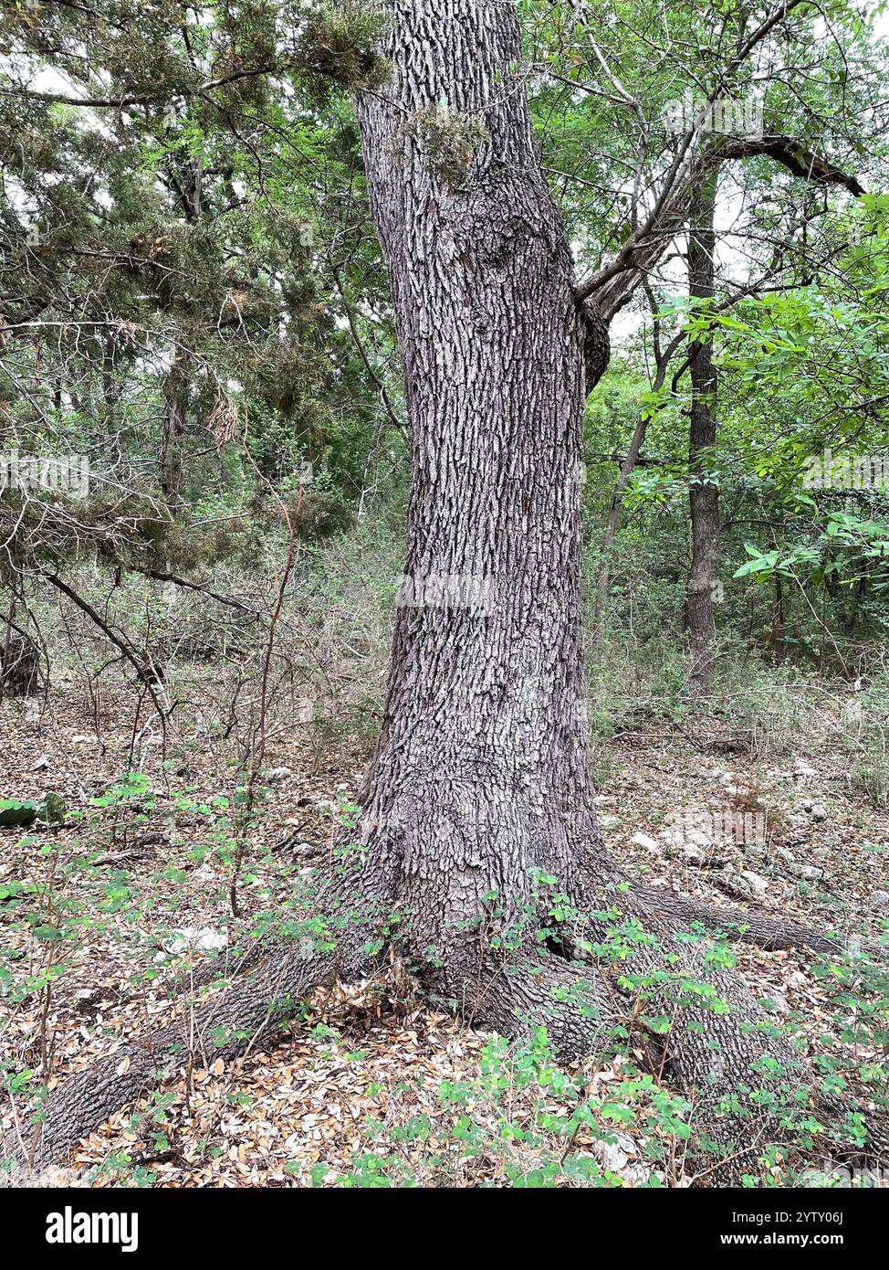 Texas live oak (Quercus fusiformis Stock Photo - Alamy
