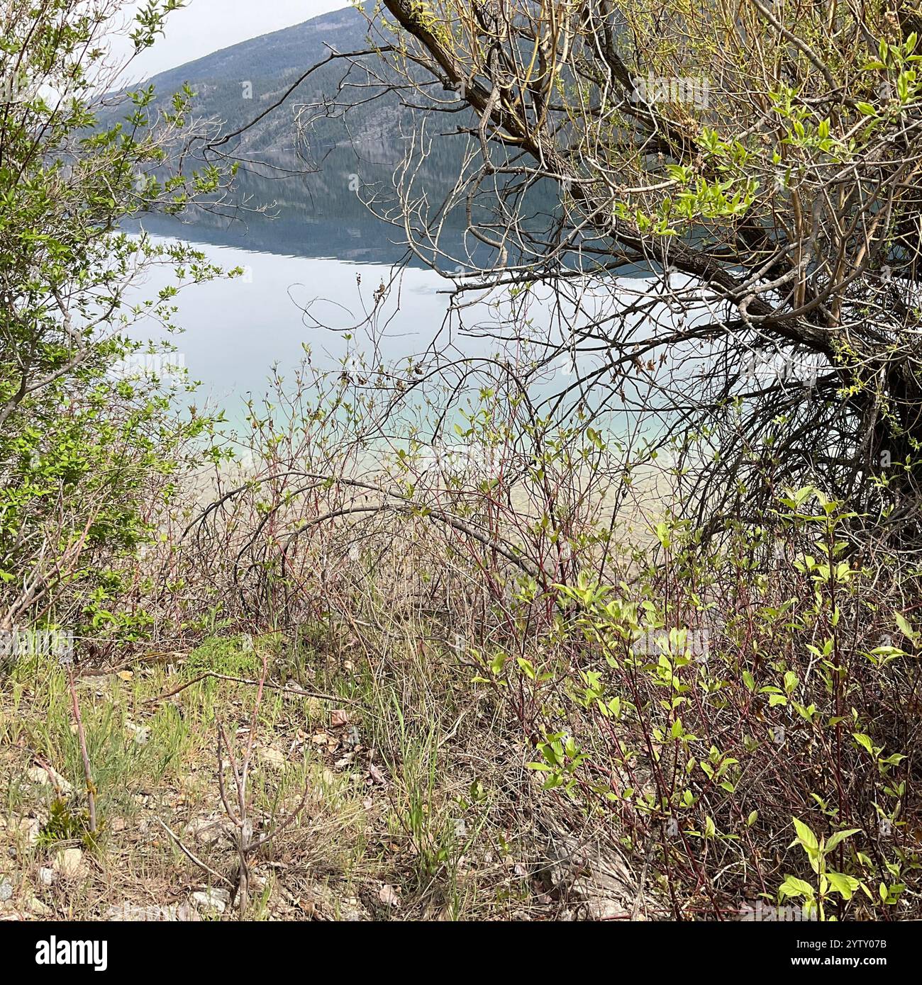 red osier dogwood (Cornus sericea Stock Photo - Alamy
