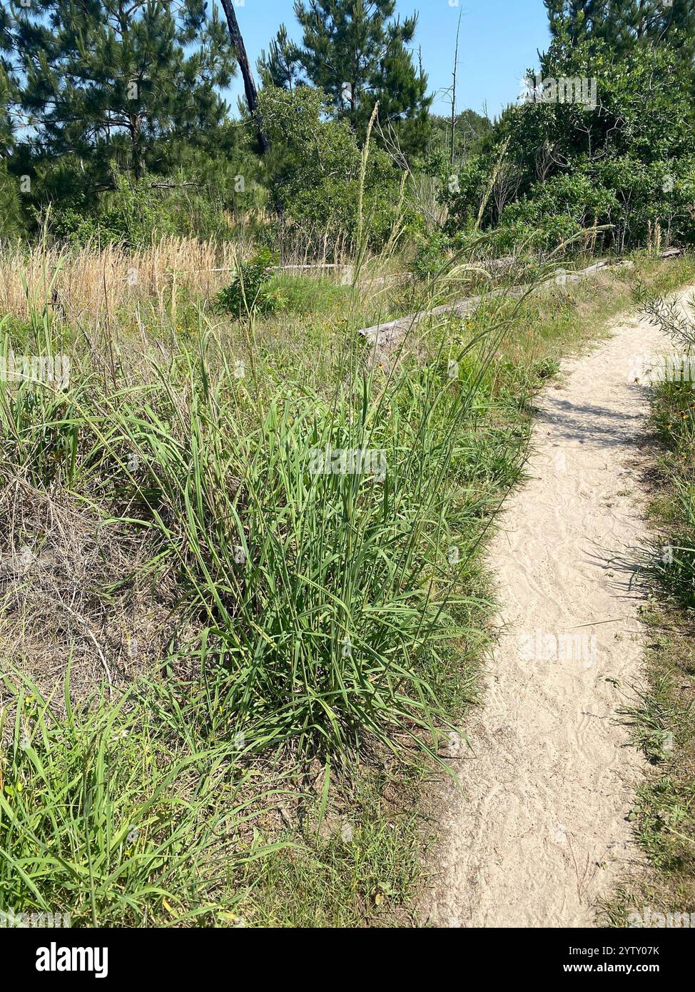 Vasey Grass (Paspalum urvillei Stock Photo - Alamy