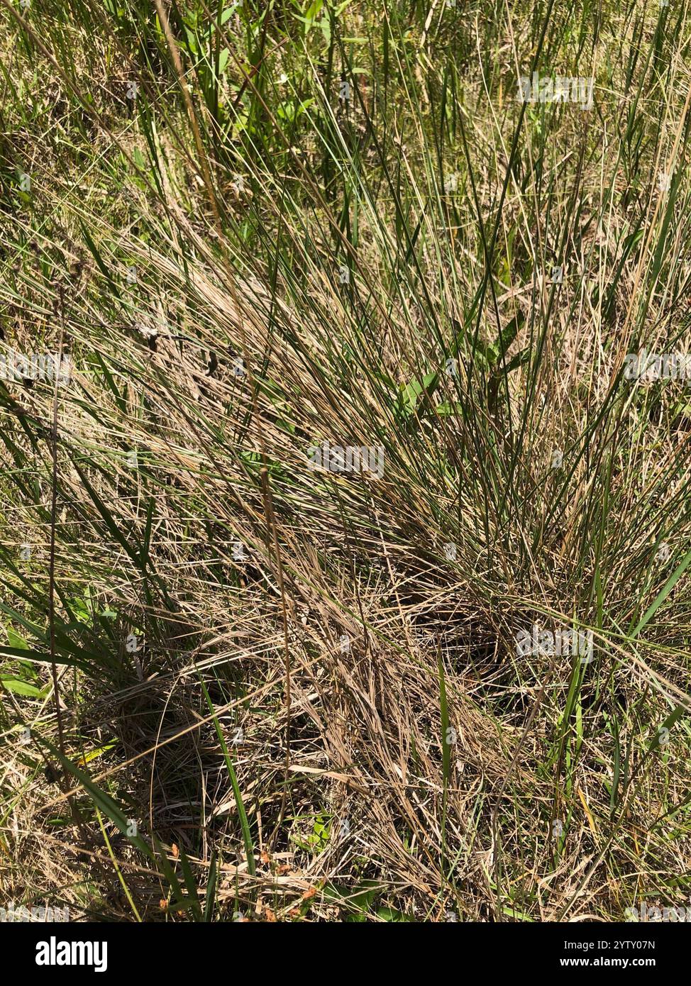 Hairawn Muhly (Muhlenbergia capillaris Stock Photo - Alamy