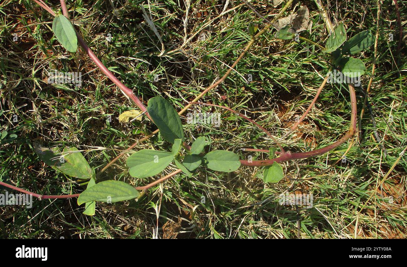 Velvet Raisin (Grewia flava Stock Photo - Alamy