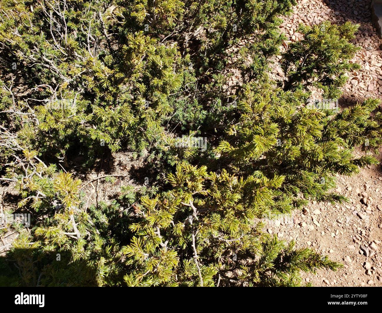 common juniper (Juniperus communis Stock Photo - Alamy