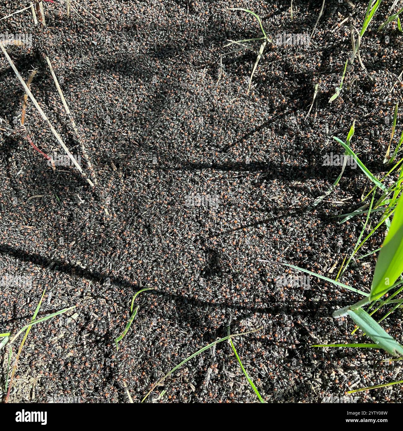 Western thatching ant hi-res stock photography and images - Alamy