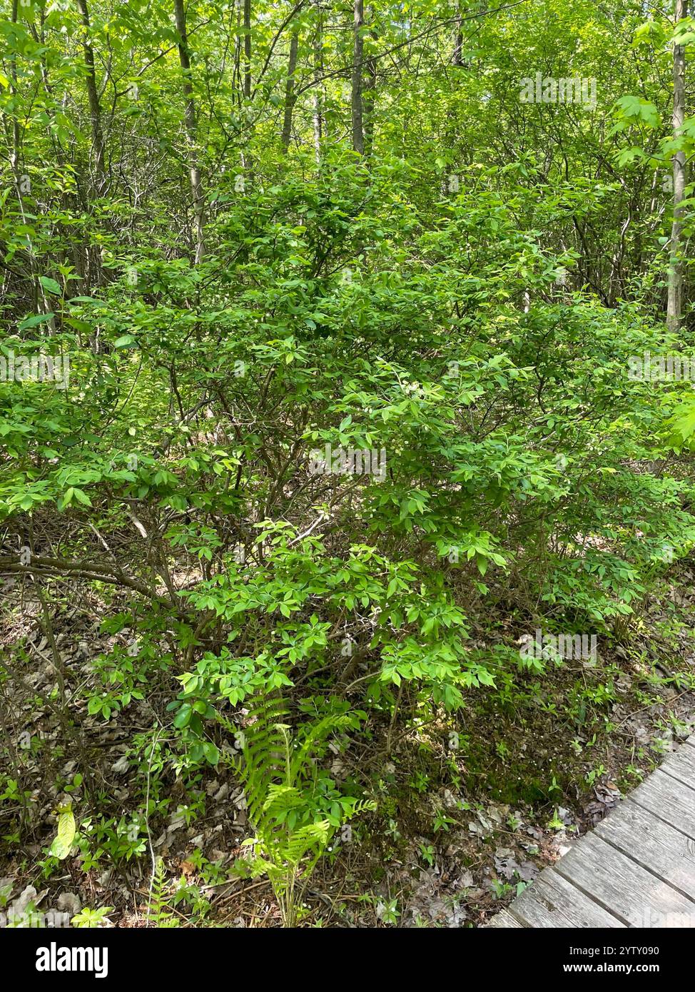 Northern highbush blueberry (Vaccinium corymbosum Stock Photo - Alamy