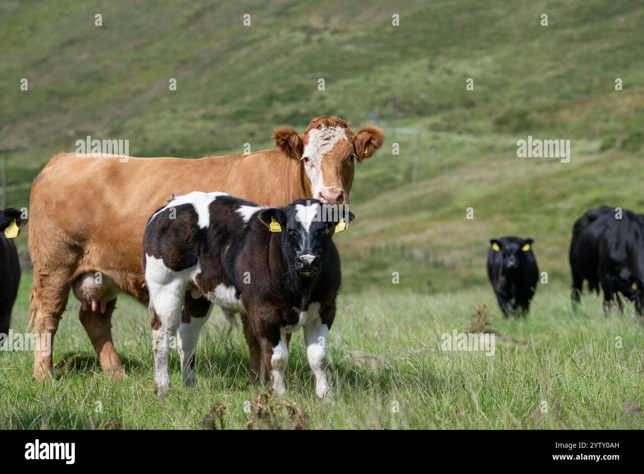 Herd of suckler cattle with calves on an upland hill farm in the Trough ...