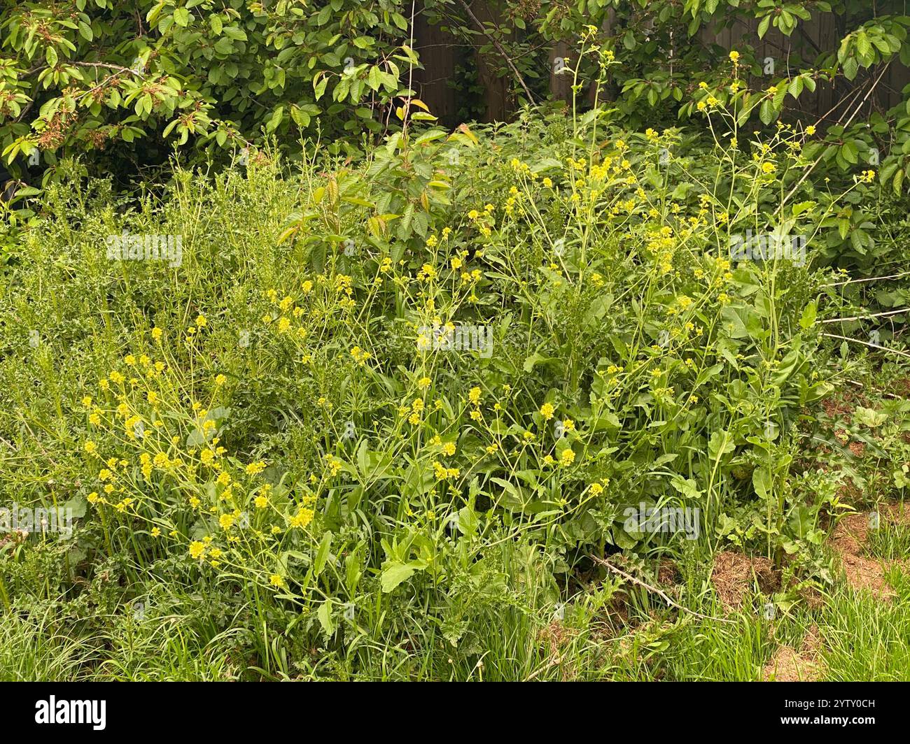 charlock (Mutarda arvensis Stock Photo - Alamy