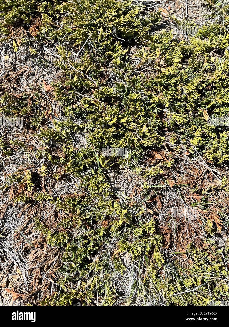 creeping juniper (Juniperus horizontalis Stock Photo - Alamy