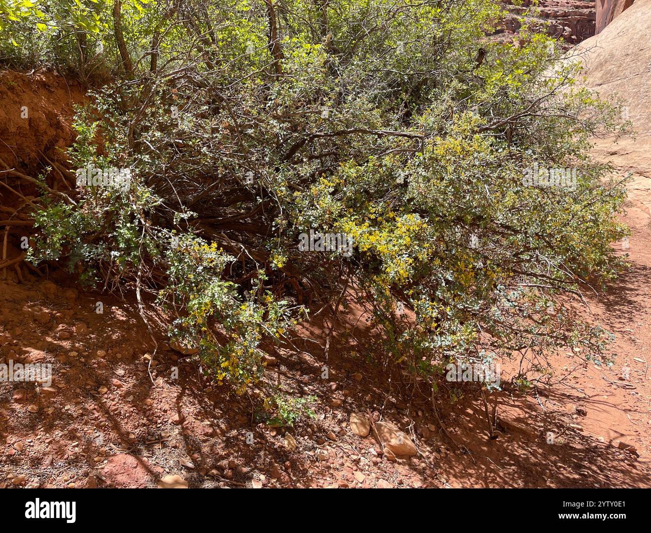 Fremont barberry (Berberis fremontii Stock Photo - Alamy