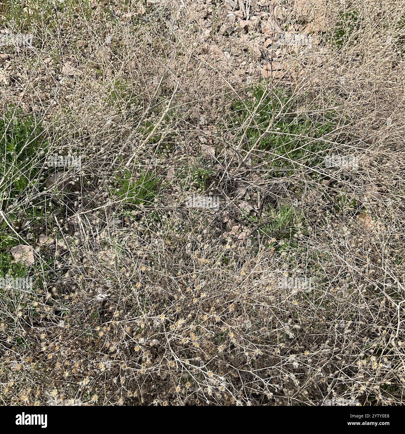 diffuse knapweed (Centaurea diffusa Stock Photo - Alamy