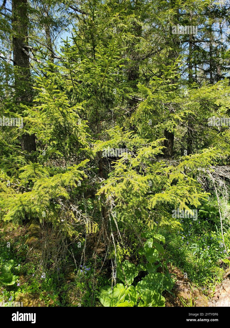 red spruce (Picea rubens Stock Photo - Alamy