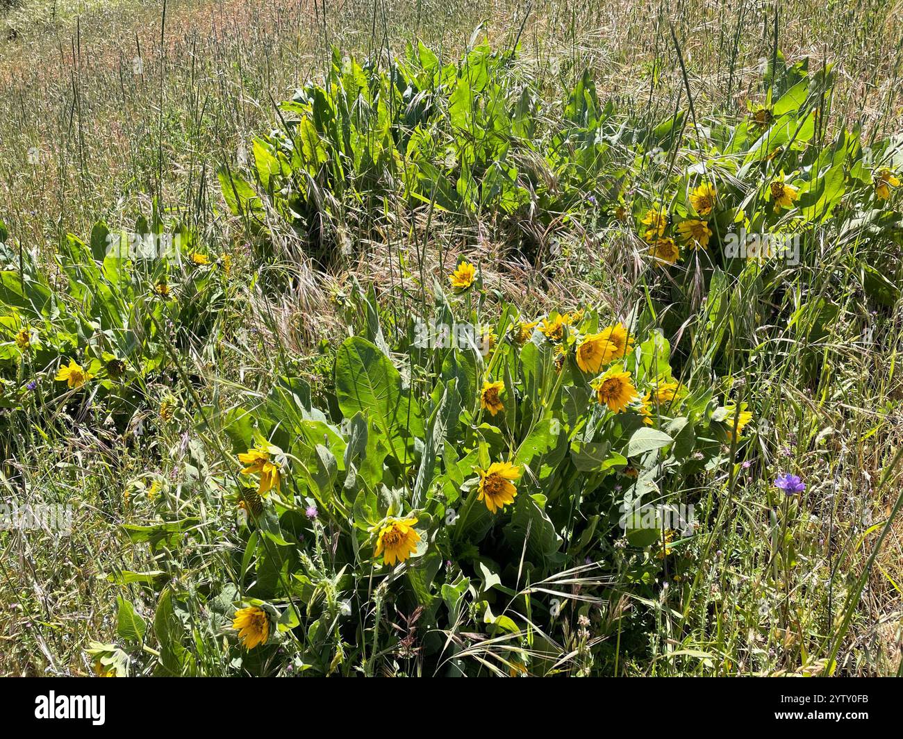 Gray mule hi-res stock photography and images - Alamy
