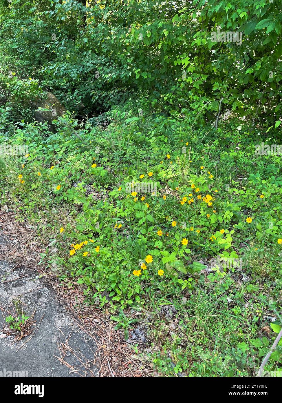 lobed coreopsis (Coreopsis auriculata Stock Photo - Alamy