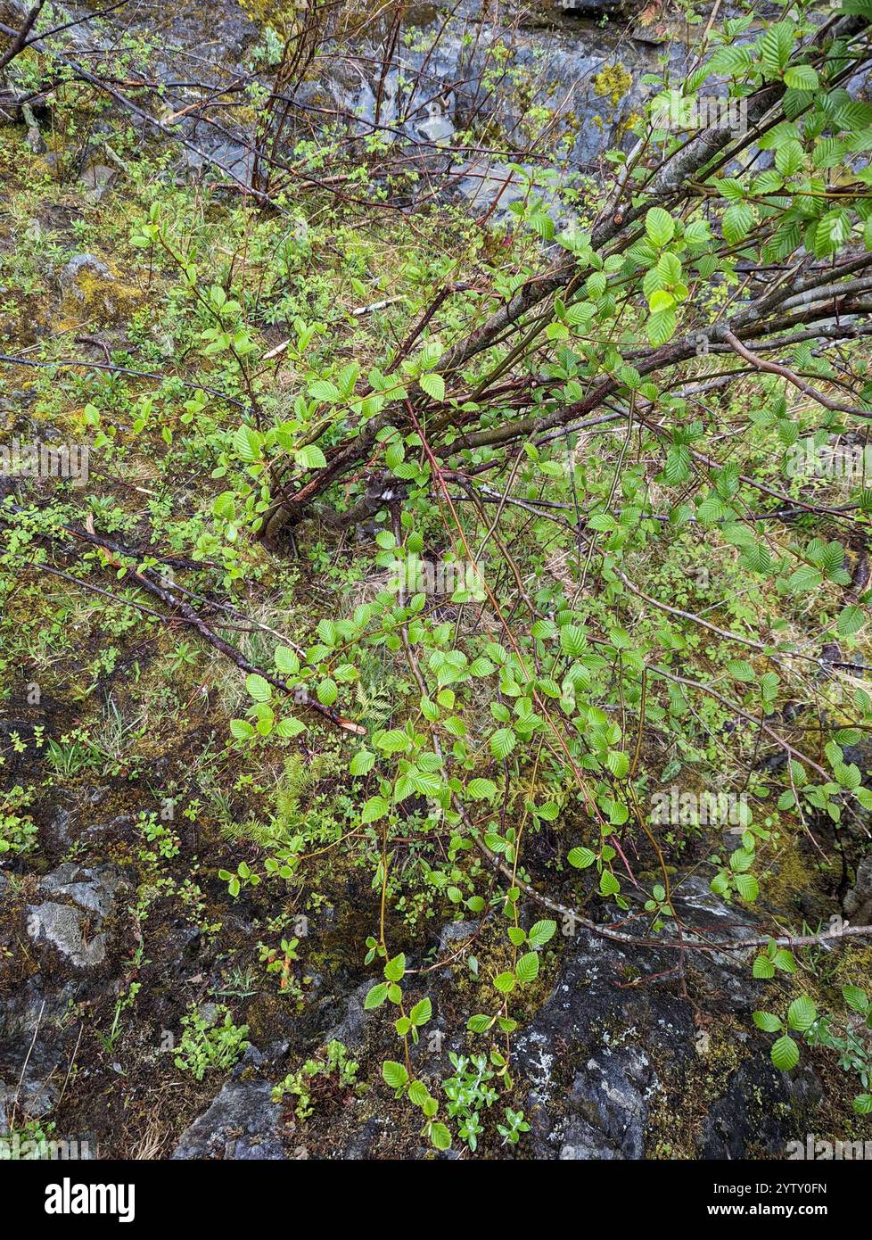Red Alder (Alnus rubra Stock Photo - Alamy
